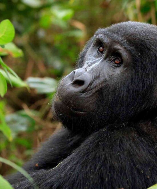 Luxury African Safari Trips & Tours Company in Tanzania