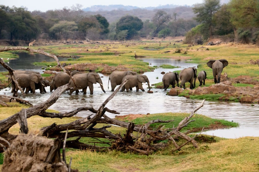 Embark on an Exciting Ruaha National Park Tanzania Safari